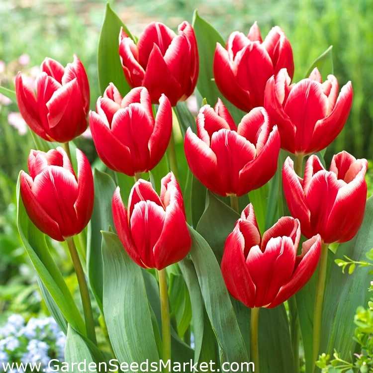 Tulip - Vampire - Large Pack! - 50 pcs – Garden Seeds Market | Free ...