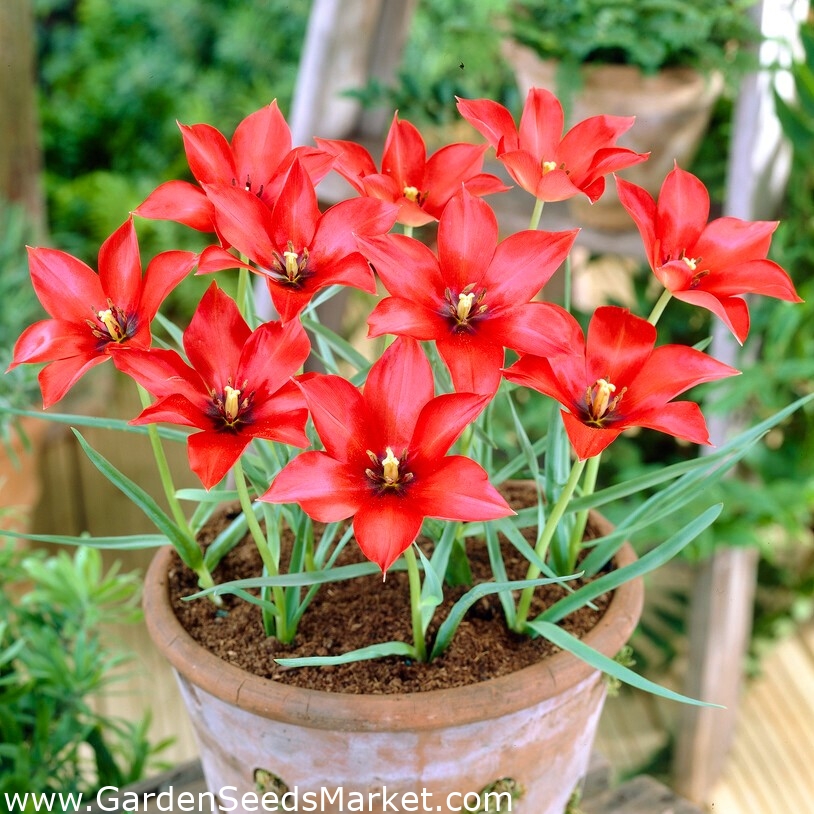 Tulip - Linifolia - GIGA Pack! - 250 pcs – Garden Seeds Market | Free ...