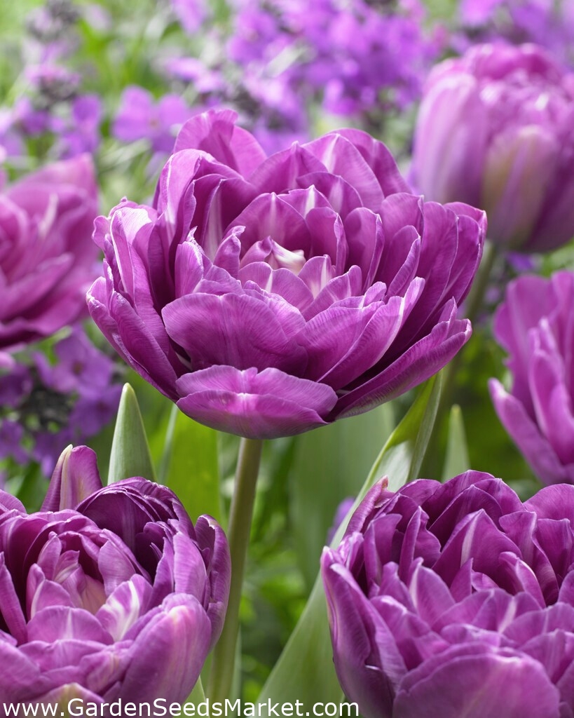 Tulip - Blue Spectacle - GIGA Pack! - 250 pcs – Garden Seeds Market ...