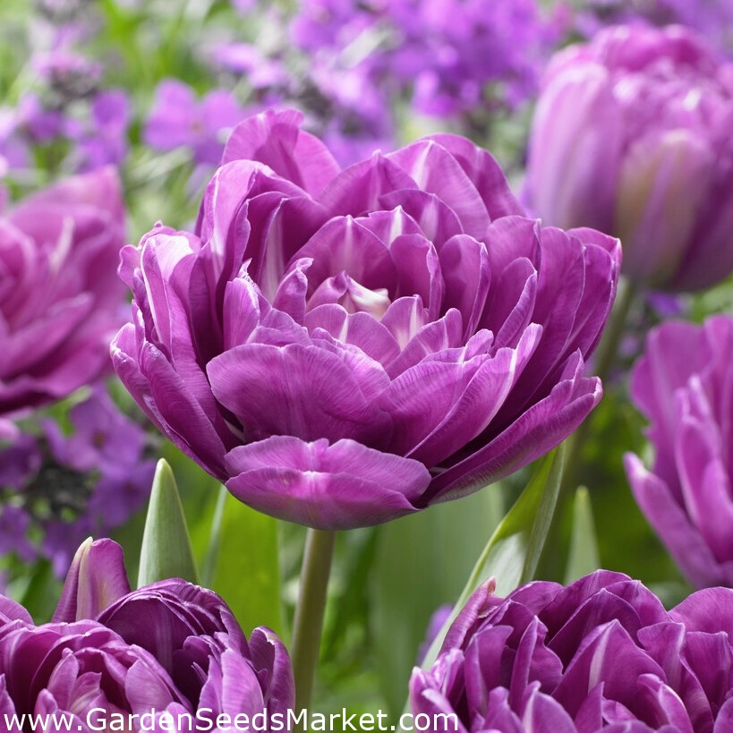 Tulip - Blue Spectacle - Large Pack! - 50 pcs – Garden Seeds Market ...