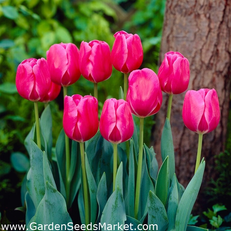 Tulip - Carola - Large Pack! - 50 pcs – Garden Seeds Market | Free shipping