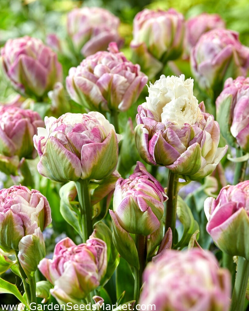 Tulip - Ice Tea - 5 pcs – Garden Seeds Market | Free shipping