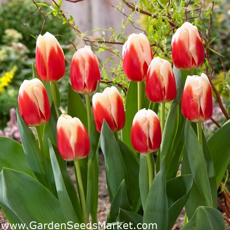 Tulpe - Roman Empire - 5 sīpoli – Garden Seeds Market | Bezmaksas sūtīšana