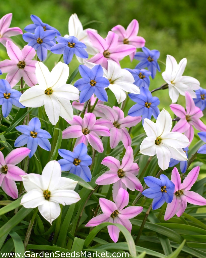 Ipheion - Mix - 10 piezas – Garden Seeds Market | Envío gratis