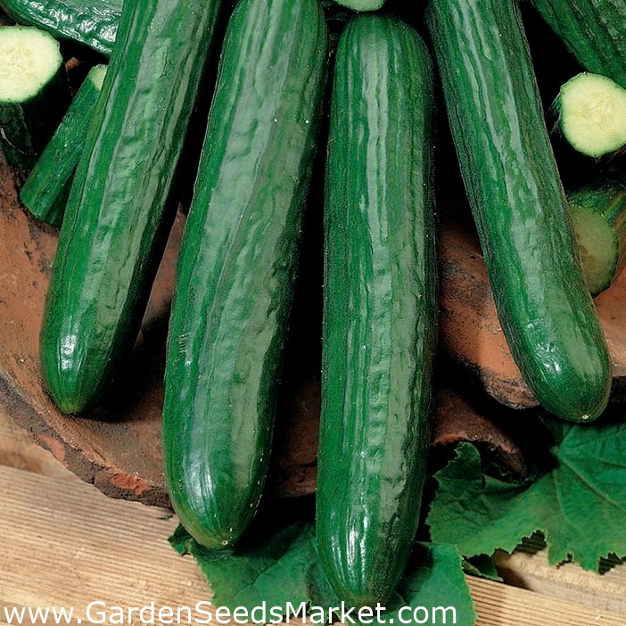 Cucumber 'Orion F1' - greenhouse variety - 5g seeds (Cucumis sativus ...