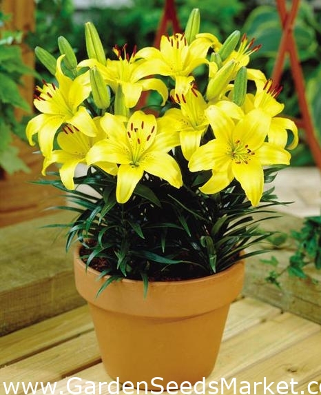 Miniature Lily - Bright Pixie - GIGA Pack! - 50 pcs. – Garden Seeds ...
