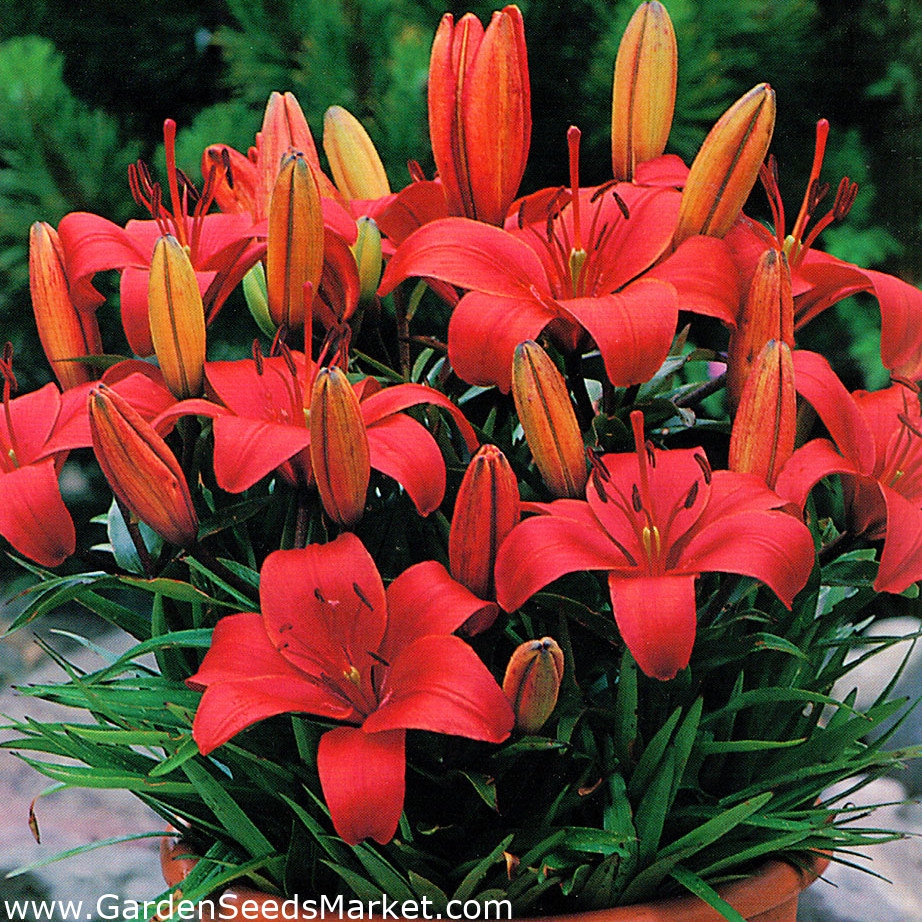 Miniature Lily - Sweet Lord - GIGA Pack! - 50 pcs. – Garden Seeds ...