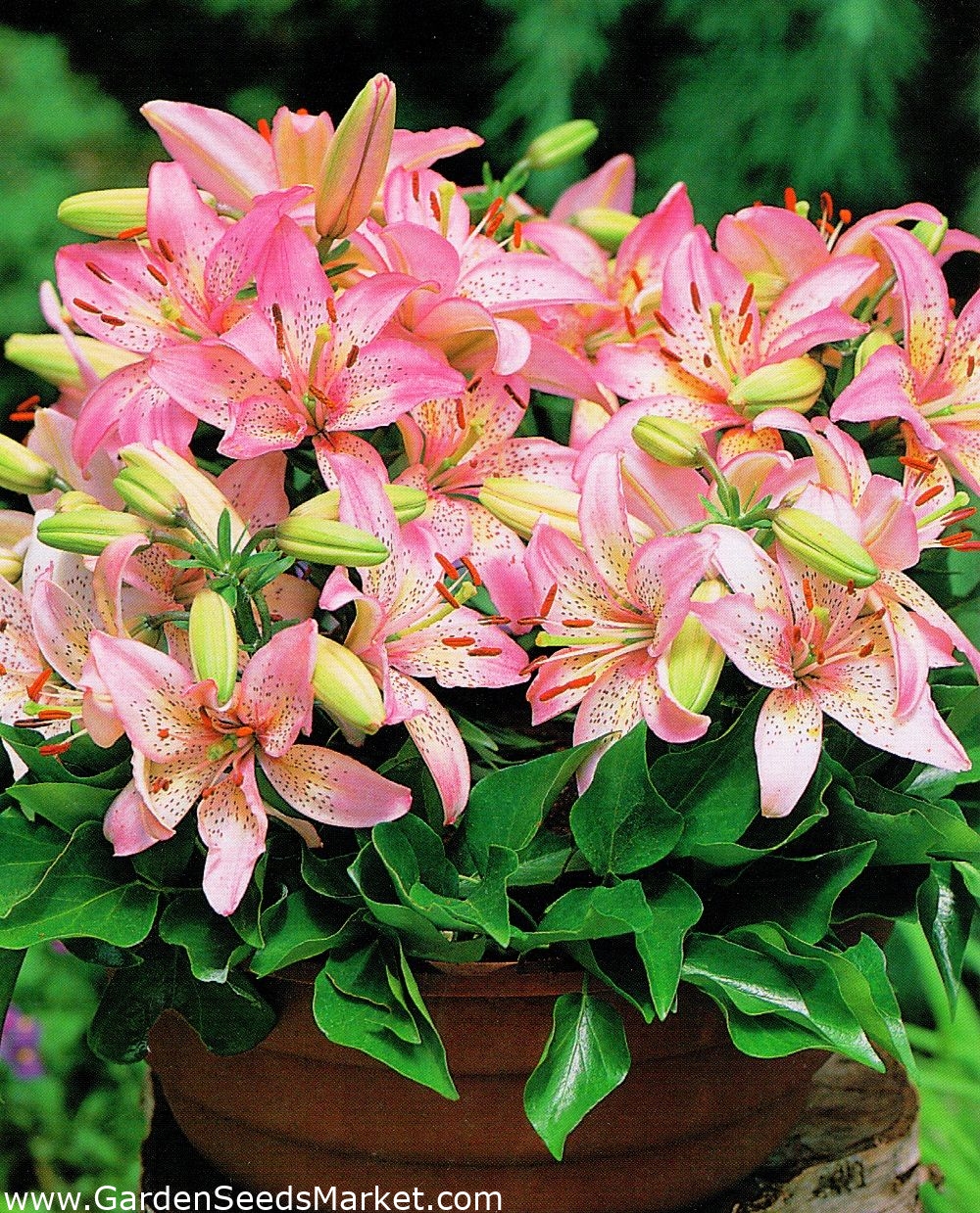 Miniature Lily - Pink Pixie - GIGA Pack! - 50 pcs. – Garden Seeds ...