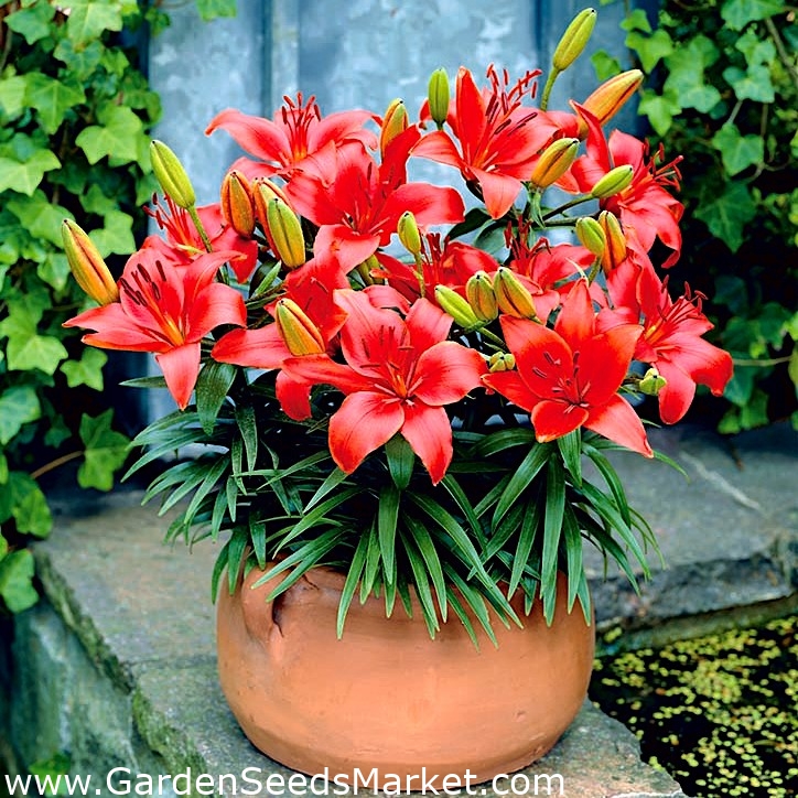 Miniature Lily - Crimson Pixie - GIGA Pack! - 50 pcs. – Garden Seeds ...