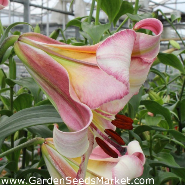 Tree Lily - Beijing Moon - GIGA Pack! - 50 pcs. – Garden Seeds Market ...