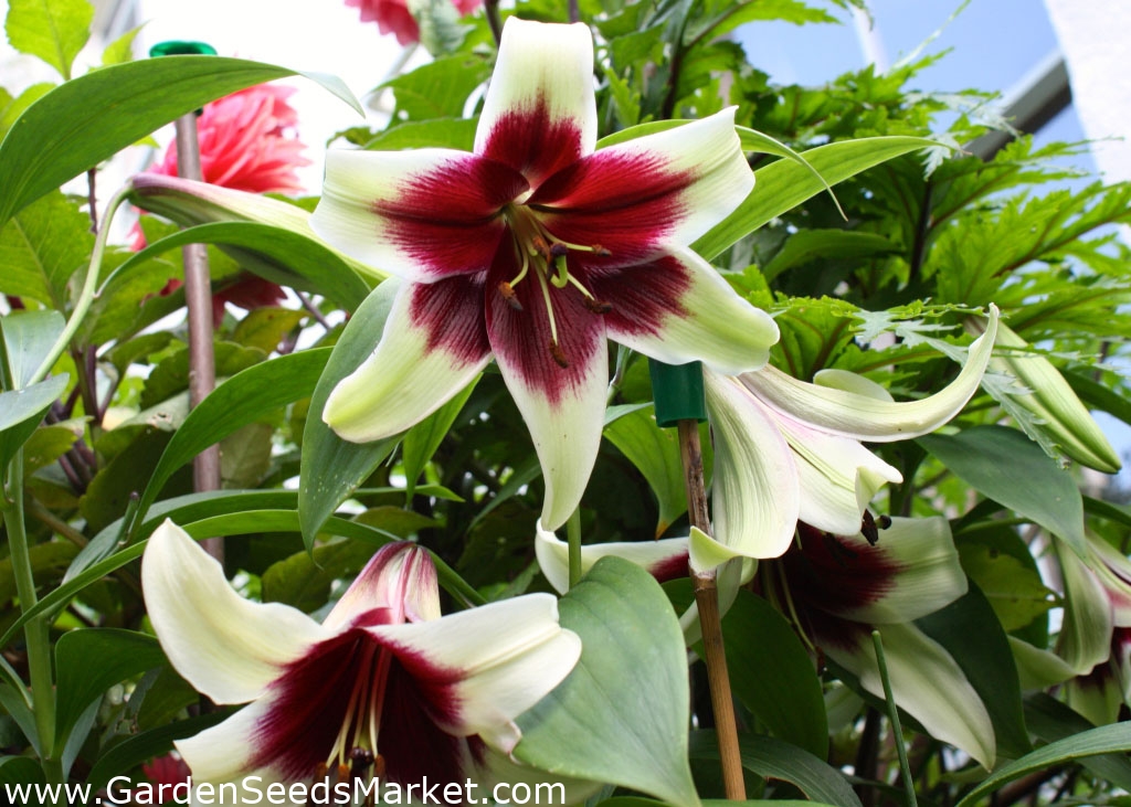 Lily - Kushi Maya - Giant Flower and Intense Fragrance! - Large Pack ...