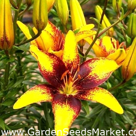 Lily - Graffiti - GIGA Pack! - 50 pcs. – Garden Seeds Market | Free ...