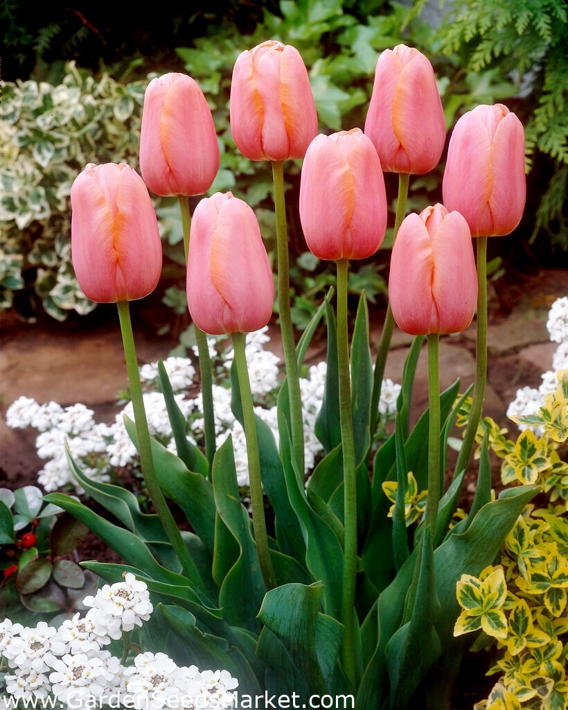 Tulipa Menton - Tulip Menton - XXXL pack 250 pcs – Garden Seeds Market ...