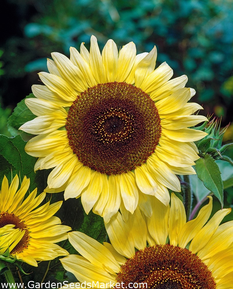Sunflower Lemon Queen seeds - Helianthus annuus - 20 seeds – Garden ...