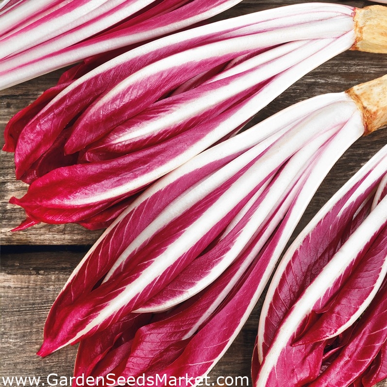 Endive "Rossa di Treviso" - 720 semen - Cichorium intybus "Rossa di ...