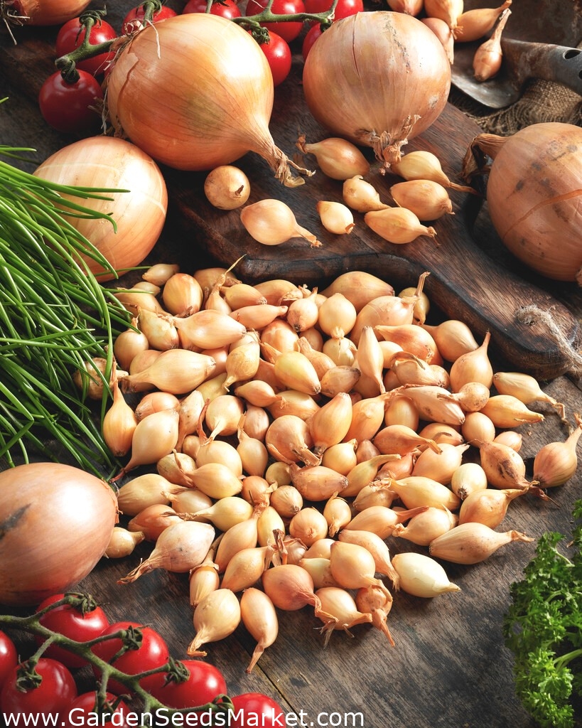 Overwinterende groene ui - 10 kg; lente-ui - – Garden Seeds Market ...