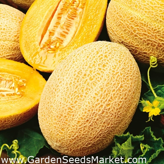 Il miglior melone jumbo di Hale; melone rock, melone dolce - – Garden ...