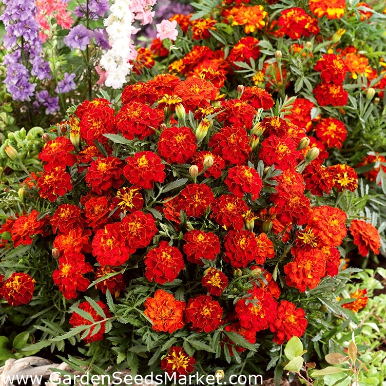 French marigold 'Red Cherry' (Tagetes patula) – Garden Seeds Market ...