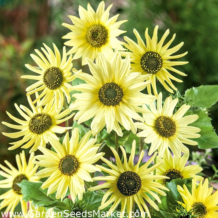 Girassol 'Italian Green Heart' - sementes (Helianthus debilis) – Garden ...