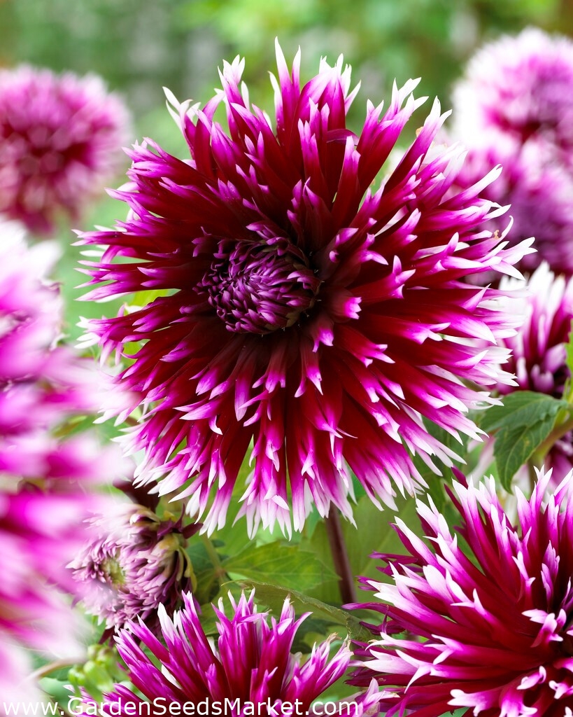 Dahlia - Alauna Clair-Obscur - Large Pack! - 10 pcs – Garden Seeds ...