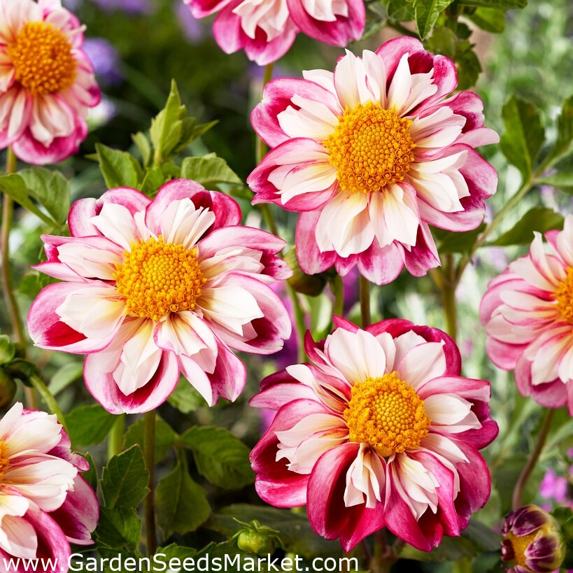Dahlia - Bumble Rumble - GIGA Pack! - 50 pcs – Garden Seeds Market ...