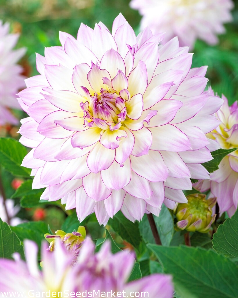 Dahlia Crazy Love Large Pack 10 Pcs Garden Seeds Market Free