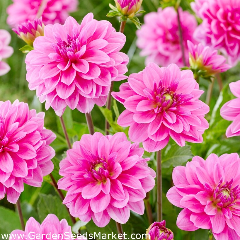 Dahlia - Onesta - Large Pack! - 10 pcs – Garden Seeds Market | Free ...