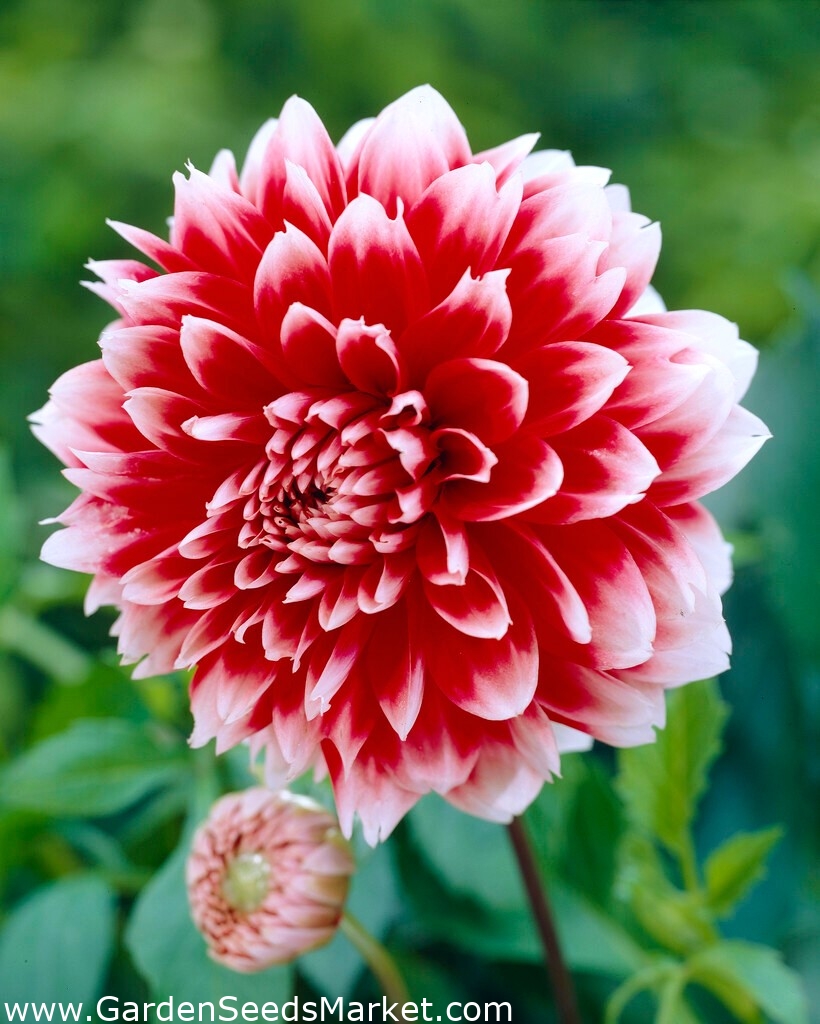 Dahlia - Fubuki roșu și alb – Garden Seeds Market | Transport gratuit