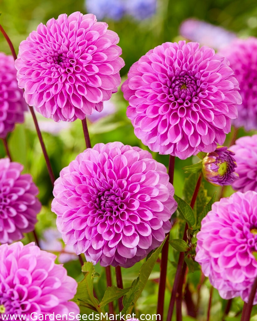 Dahlia - Robann Regal - Large Pack! - 10 pcs – Garden Seeds Market ...