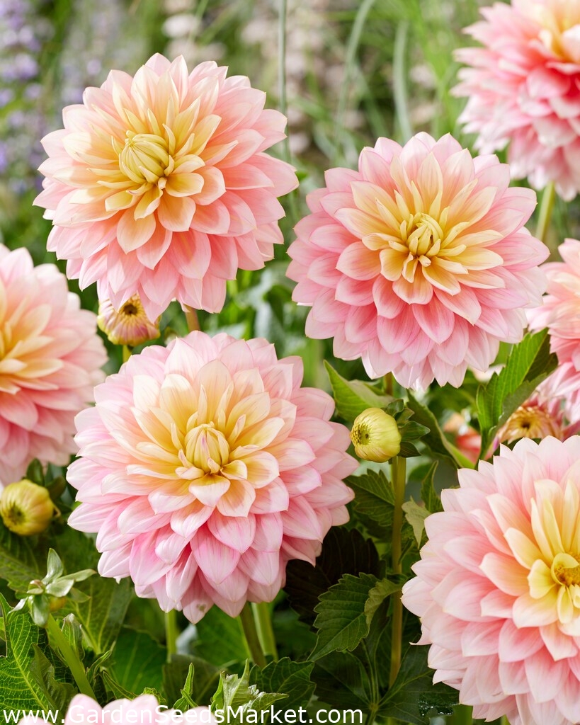 Dahlia - Sheer Heaven - GIGA Pack! - 50 pcs – Garden Seeds Market ...
