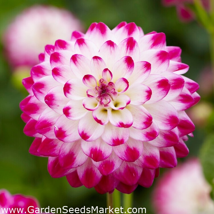 Dahlia - Uncle Hankey - Large Pack! - 10 pcs – Garden Seeds Market | Free shipping
