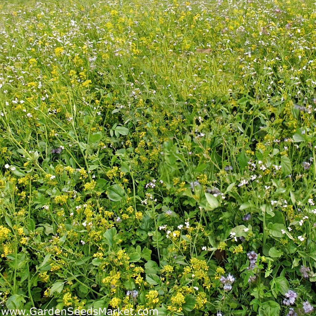 Cover crop seed mix 'MP-8' for root and tuber crops - 10kg pack ...