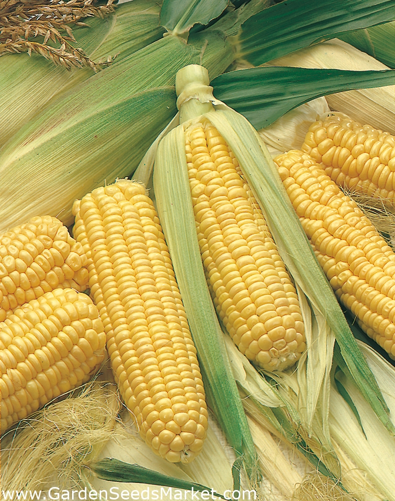 Złota Karłowa sweet corn - 500 gram; sugar corn, pole corn – Garden ...