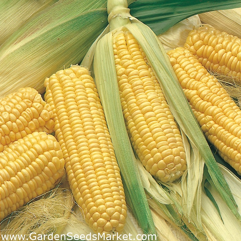 Złota Karłowa sweet corn - 500 gram; sugar corn, pole corn – Garden ...