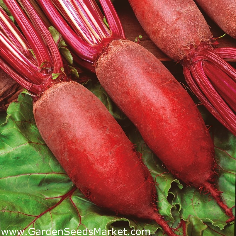 Beetroot 'Kier' - 500g seeds (Beta vulgaris) – Garden Seeds Market ...