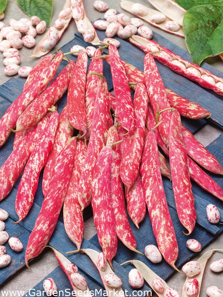 Dwarf Bean - Borlotto rosso - Colorful Pods for Dry Beans - Fresh Seeds ...