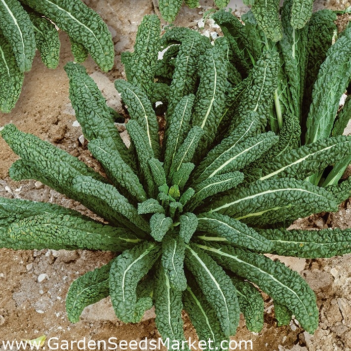 Kale "Nero di toscana" - Tuscan-type variety - 540 seeds – Garden Seeds ...