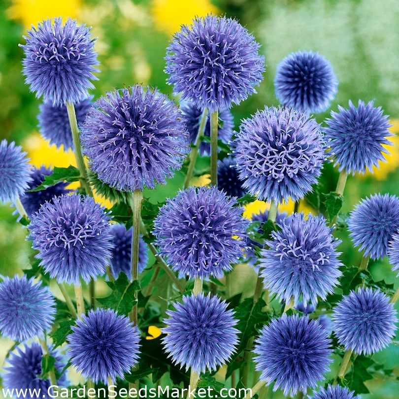 Cardo abadejo, Cardo yesquero (Echinops ritro) - azul - Paquete giga ...