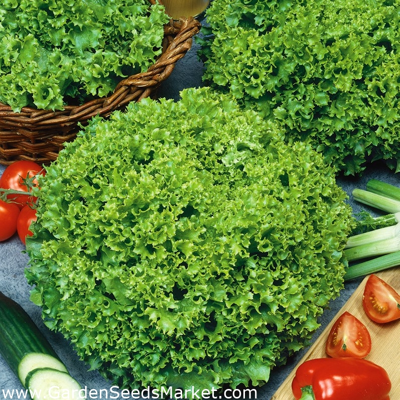 Listový šalát - sada semien 5 odrôd rastlinných rastlín - - semená ...