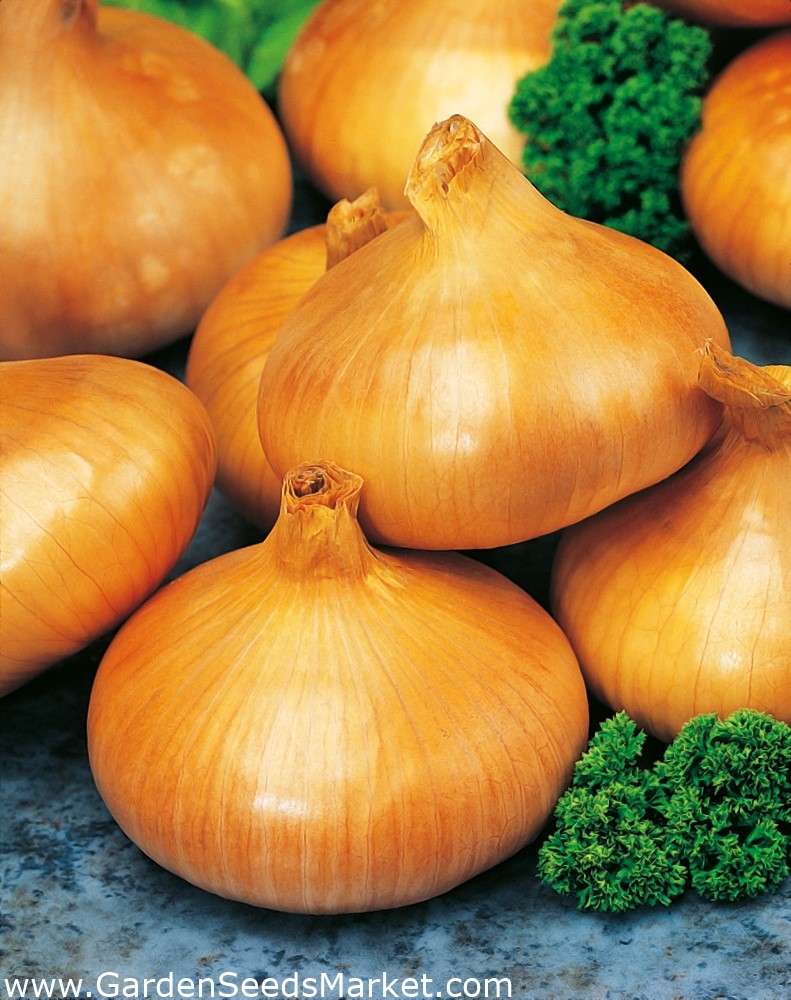 Ui - Stuttgarter Riesen - 100 gram - Allium cepa - zaden – Garden Seeds ...