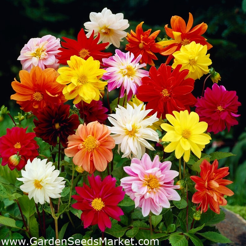 Dalia Unwin 'Mix' - Paquete grande! - 10 unidades – Garden Seeds Market ...