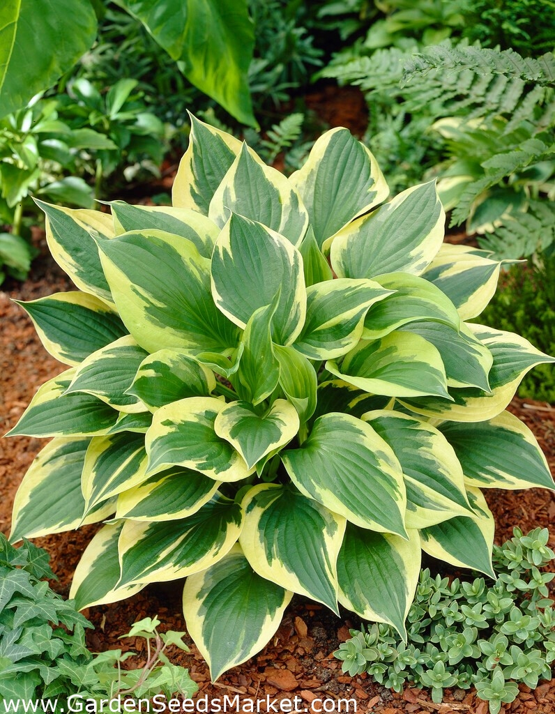 Hosta 'Anne' - Paquete giga! - 50 unidades – Garden Seeds Market ...