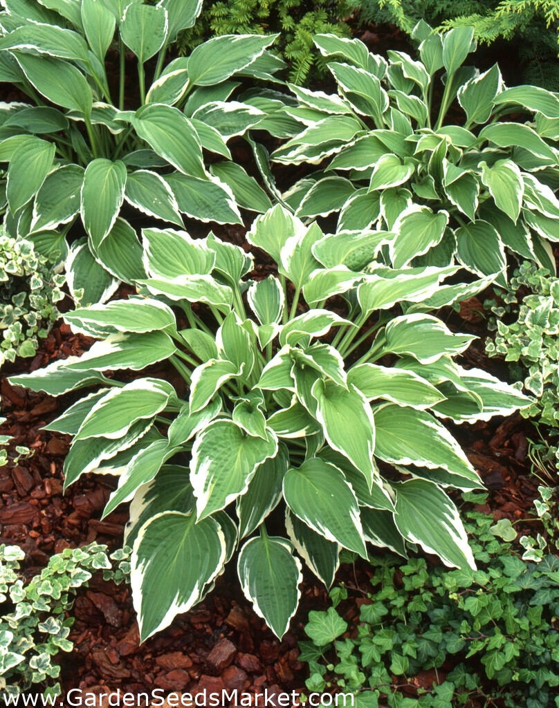 Hosta 'Antioch' – Garden Seeds Market | Free shipping