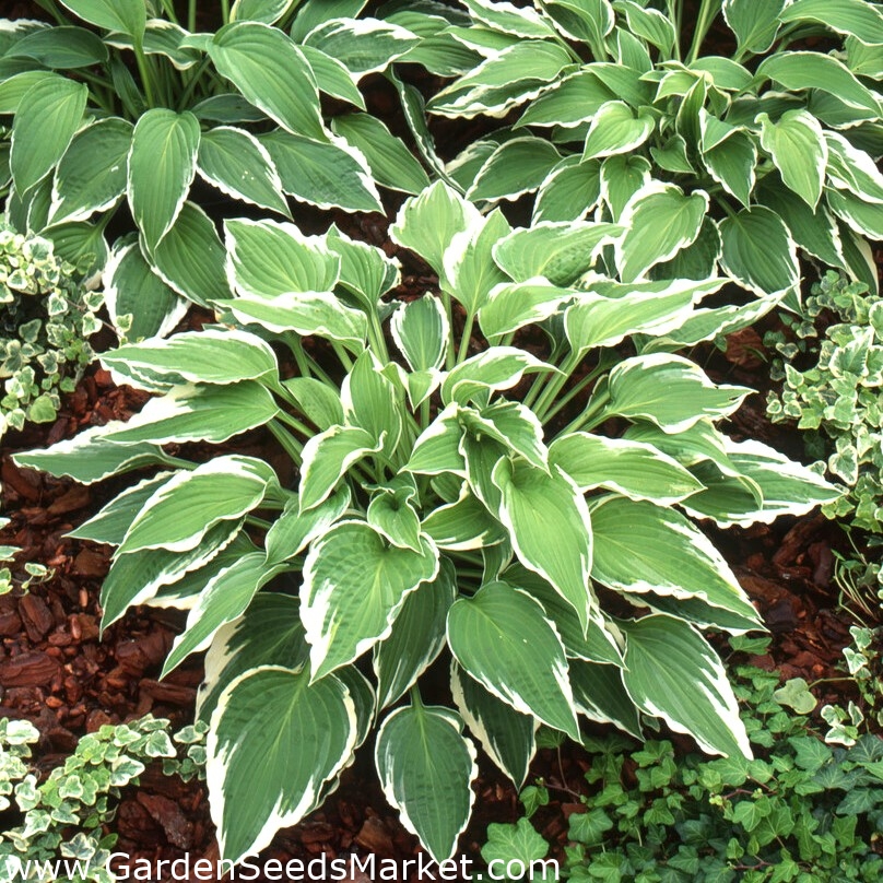 Hosta 'Antioch' - Giga Pack! - 50 pcs. – Garden Seeds Market | Free ...