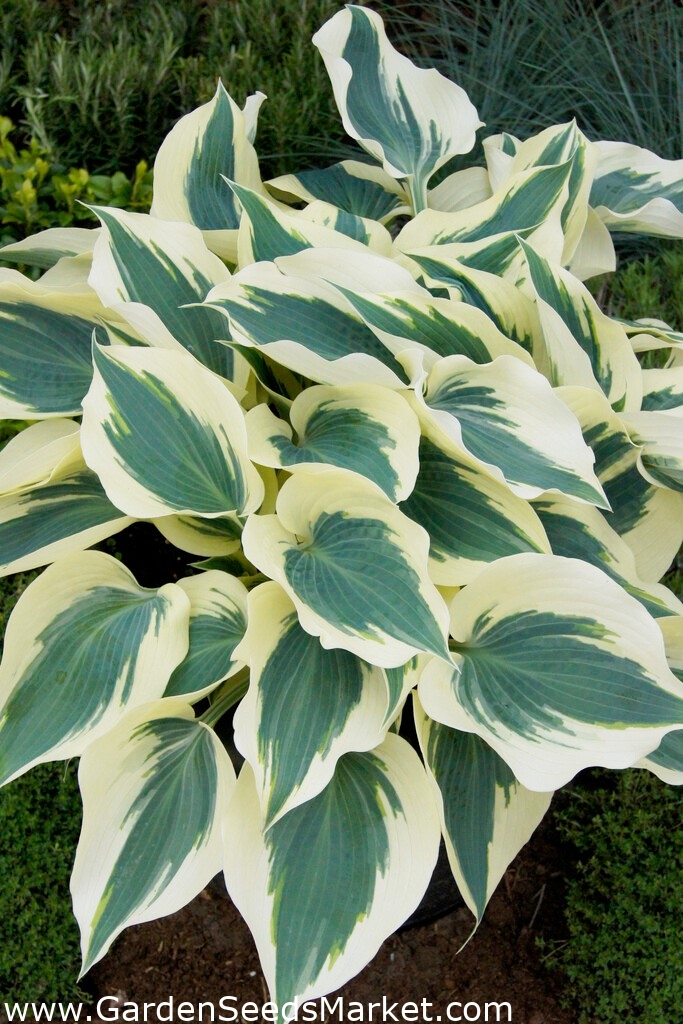 Bohyška, Hosta "Firm Line" – Garden Seeds Market | Doprava zdarma