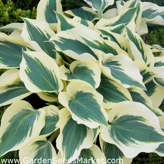 Hosta 'Firm Line' - Paquete grande! - 10 unidades – Garden Seeds Market ...
