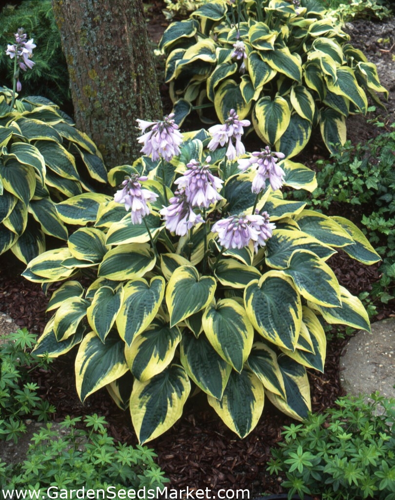 Hosta 'Wide Brim' - Paquete grande! - 10 unidades – Garden Seeds Market ...