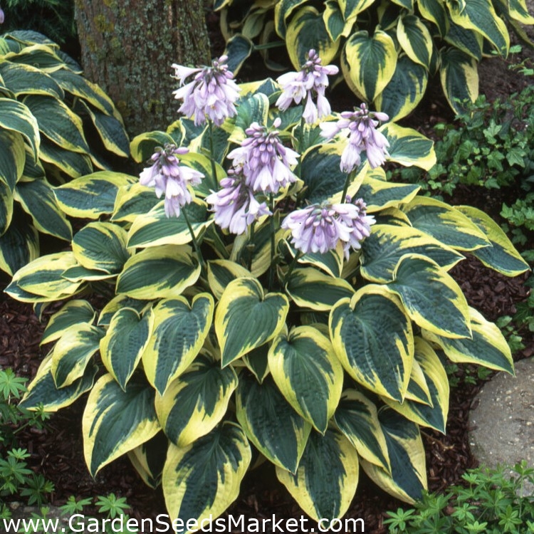Hosta 'Wide Brim' - Paquete grande! - 10 unidades – Garden Seeds Market ...