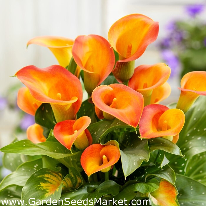 Calla, Cala, Cartucho 'Brunello' - Paquete giga! - 50 unidades – Garden ...