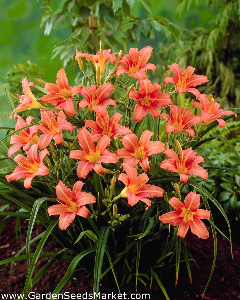 Daylily 'Pink Damask' – Garden Seeds Market | Free shipping